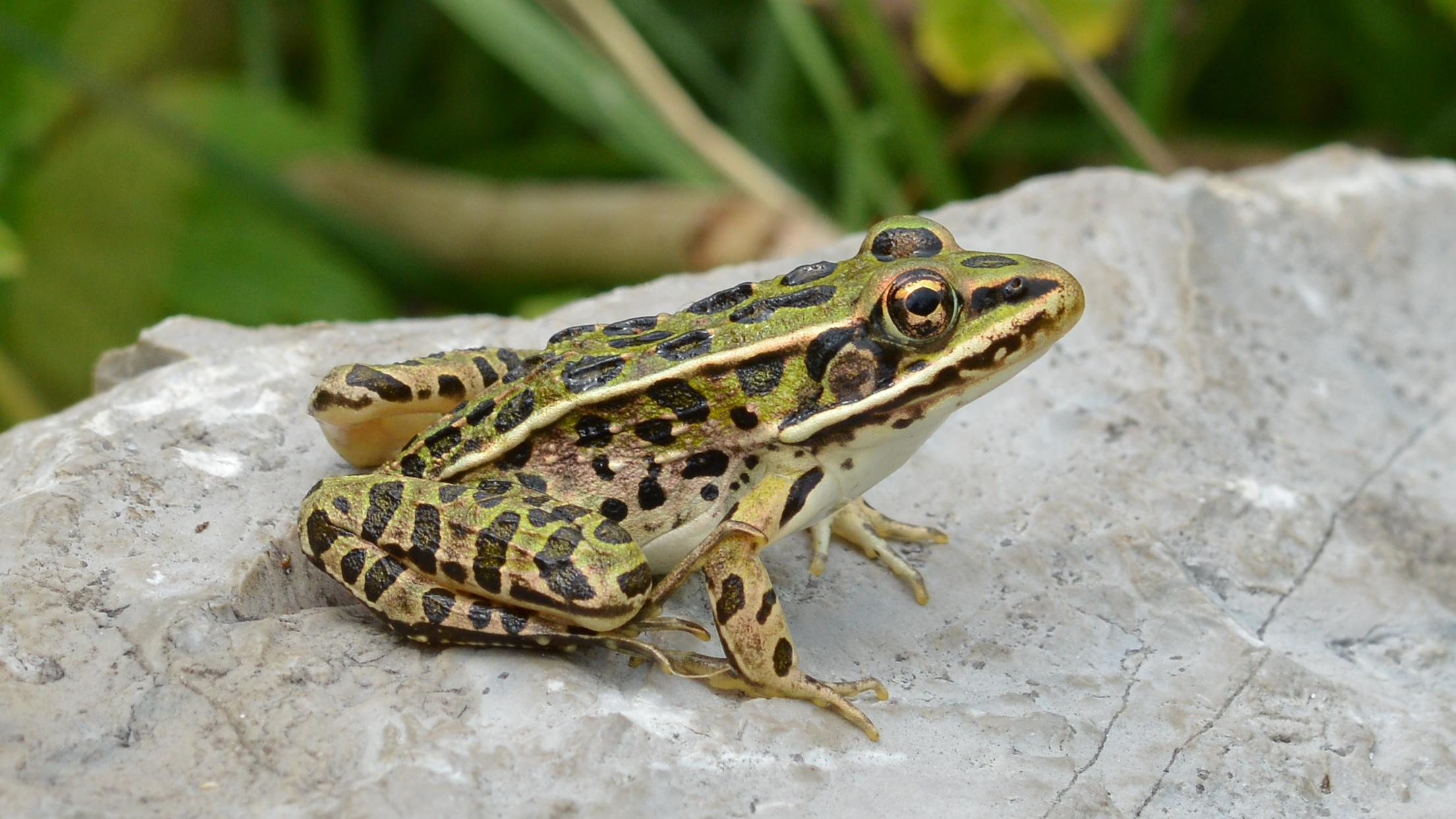 Ranger Talks with Theo: LEOPARD FROGS - Grace College & Seminary