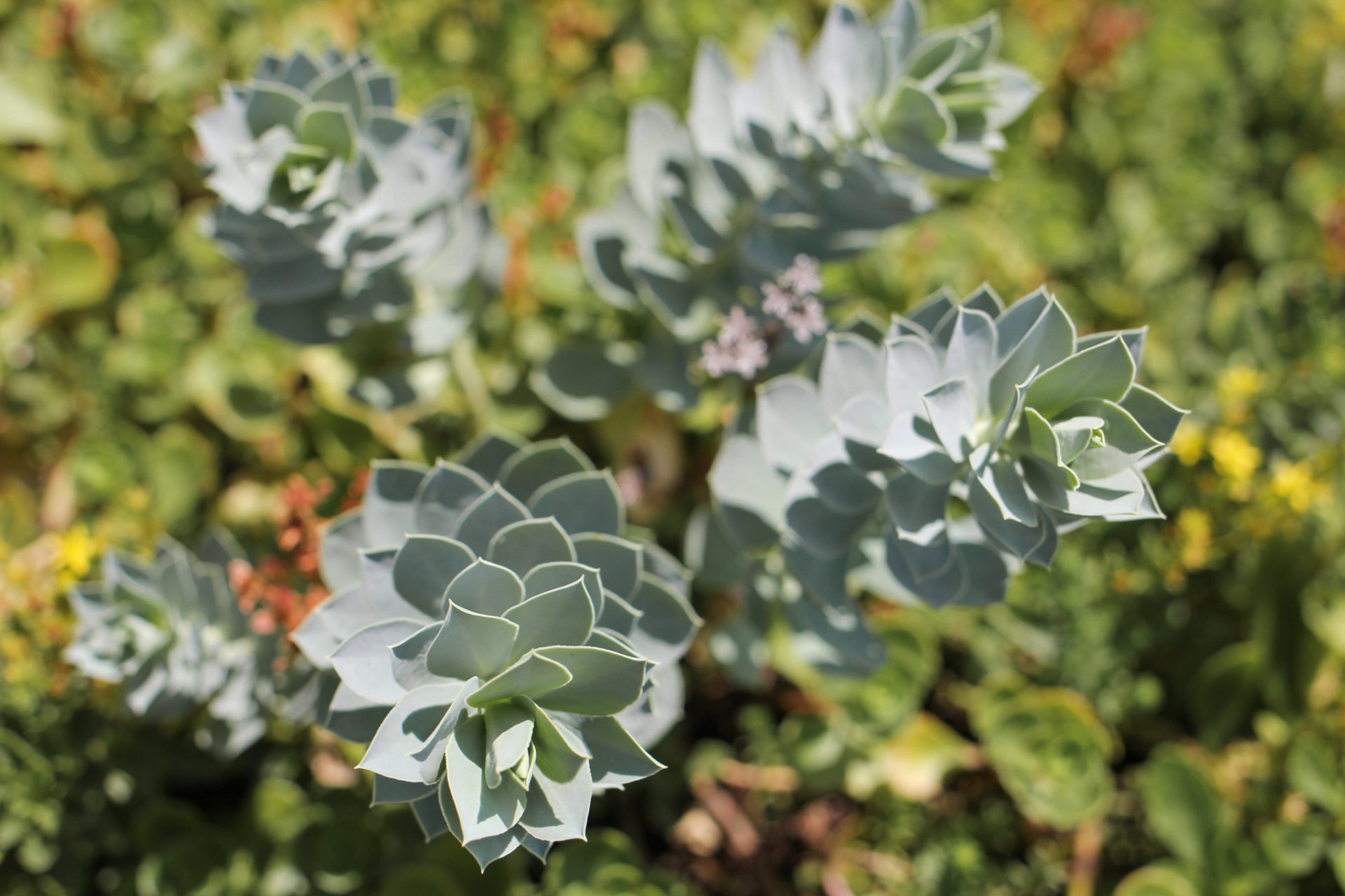Native plants do it all: preserve, protect and beautify - The Lilly Center