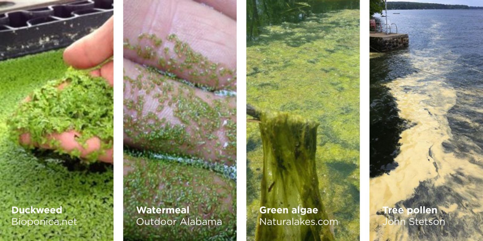 How to identify blue-green algae and what to do about it