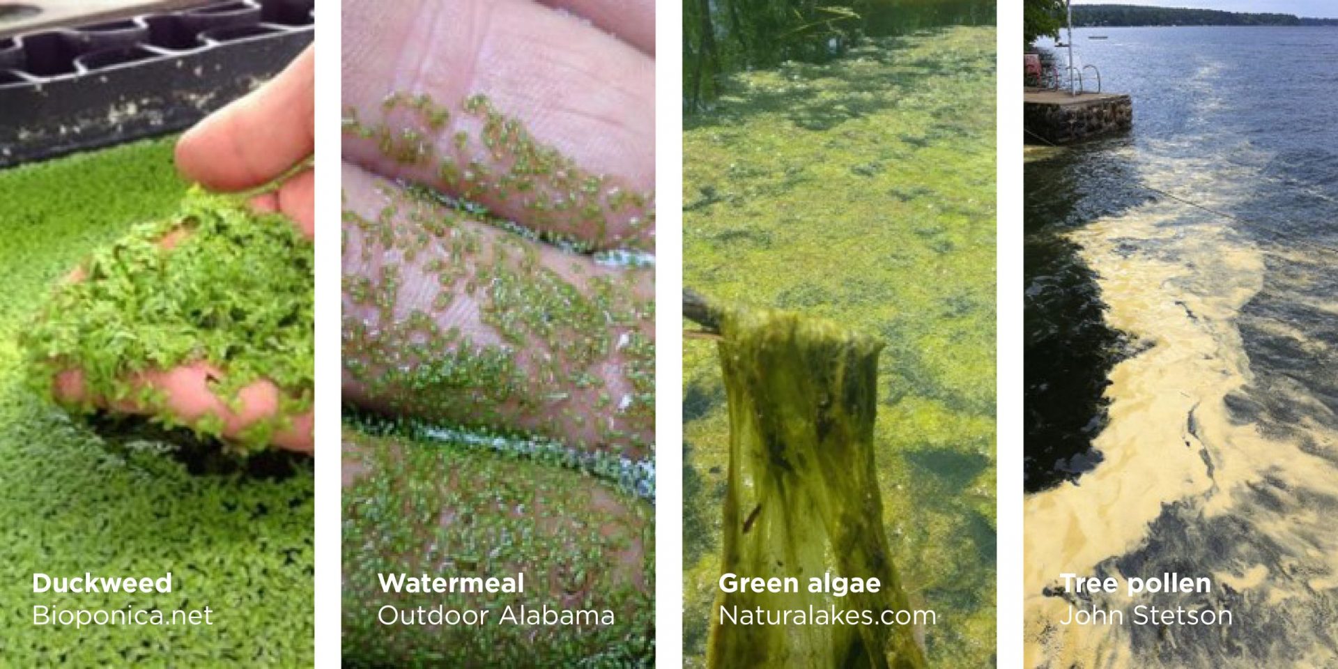How to identify blue-green algae and what to do about it