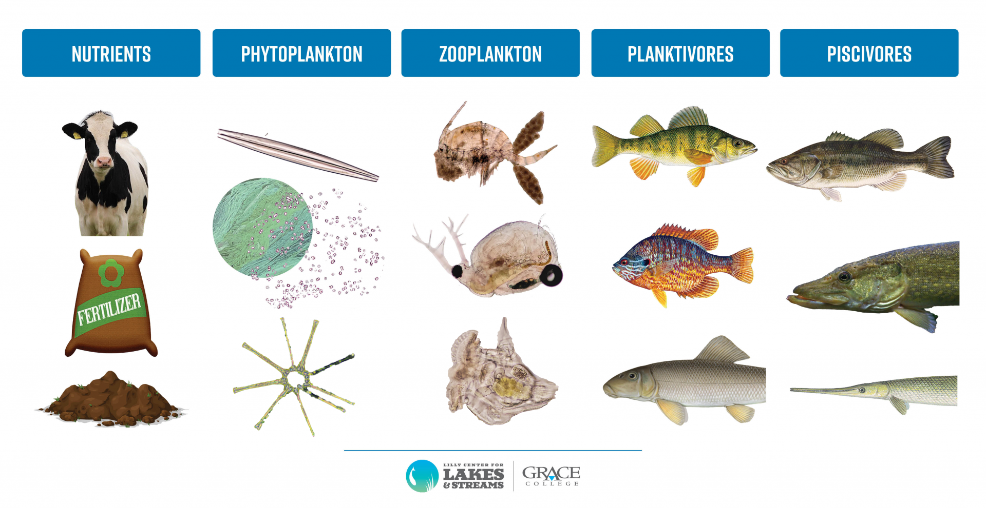 Love your lake? Here's what you need to know about its ecosystem. - The ...