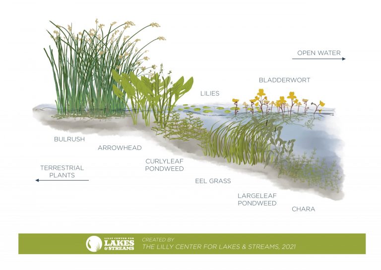 Lake vegetation: pull it or leave it? - The Lilly Center