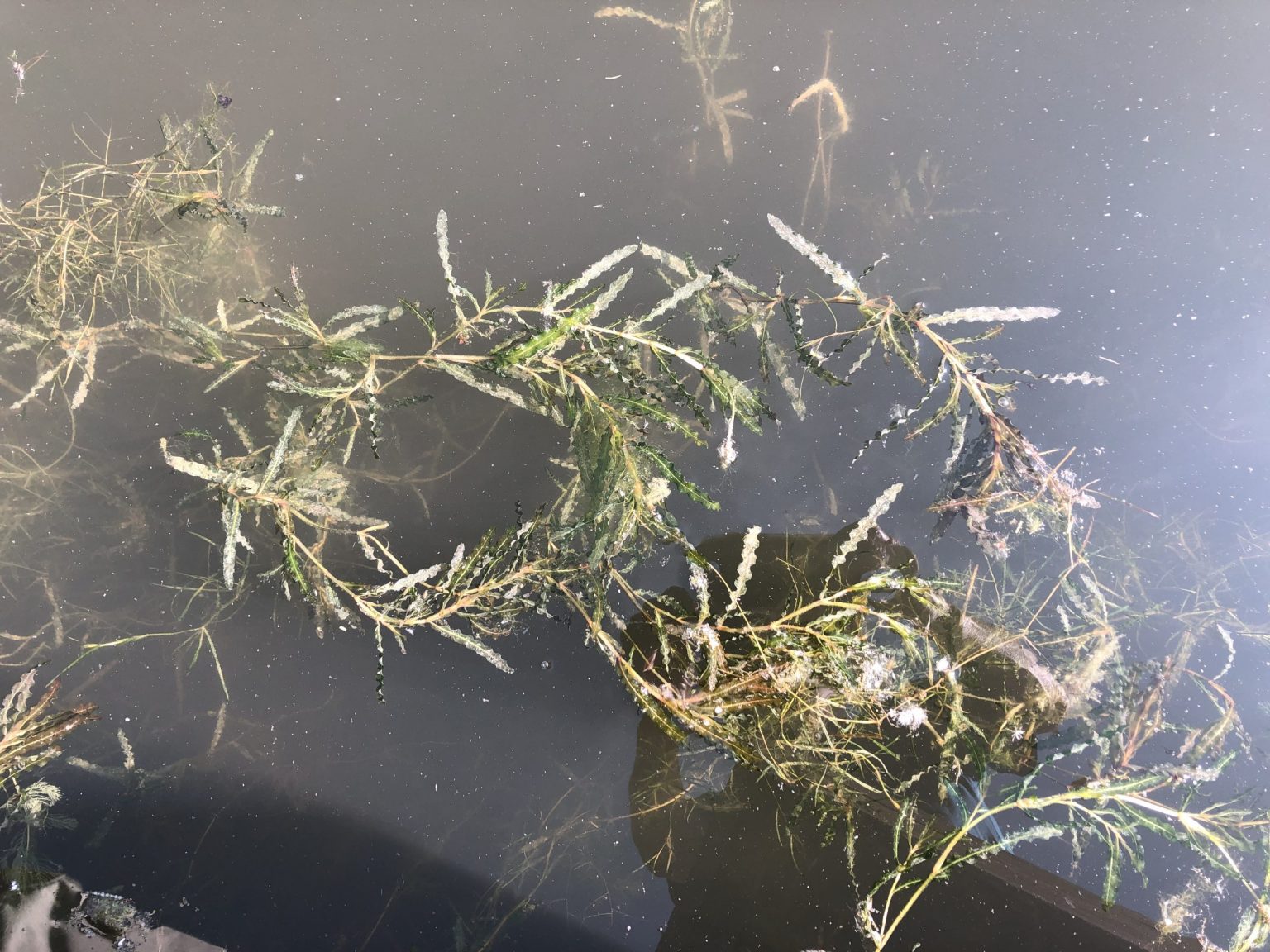 Love your lake? Here's what you need to know about its ecosystem. - The ...