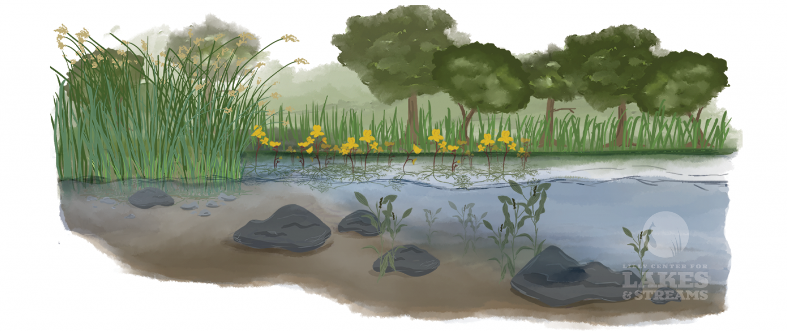 Love your lake? Here's what you need to know about its ecosystem. - The ...