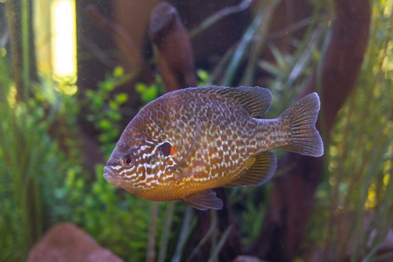 What you should know about fish and their habitat during winter