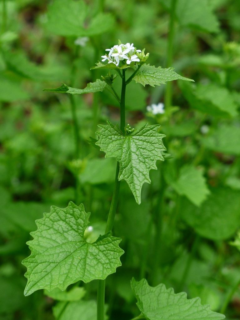 Native, non-native and invasive species... what's the difference?