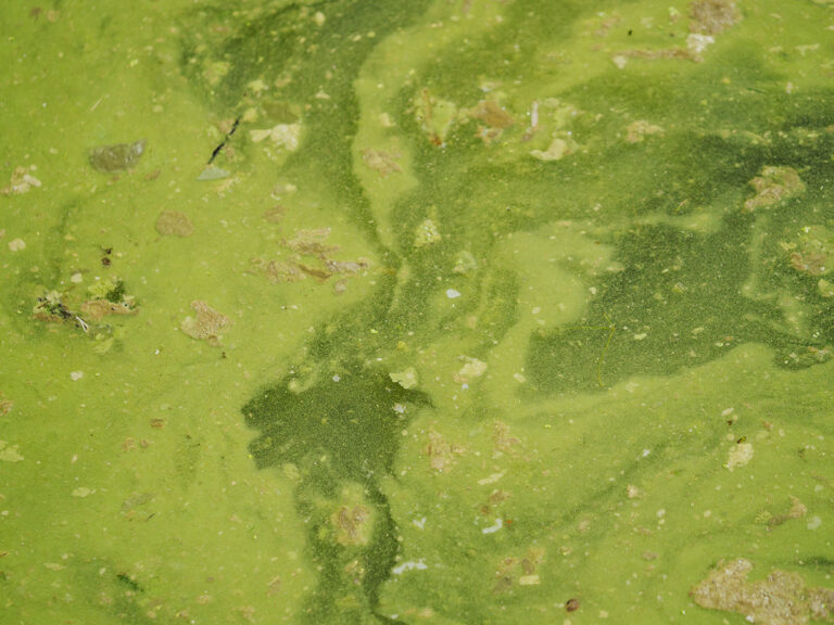 Toxic Blue-Green Algae Bloom Identified on Big Chapman Lake